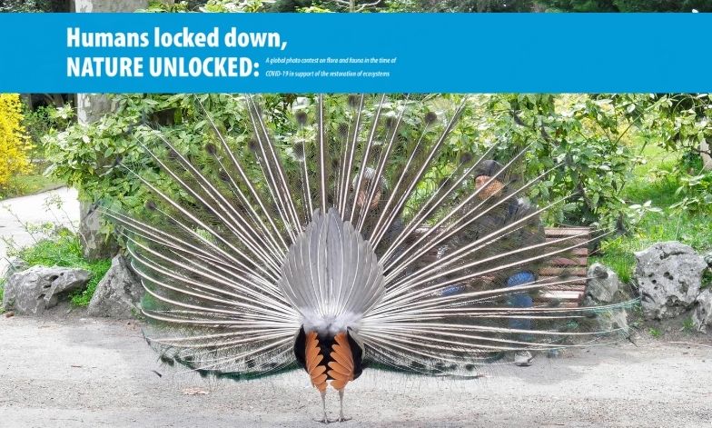 Humans Locked Down: NATURE UNLOCKED - Photo Competition