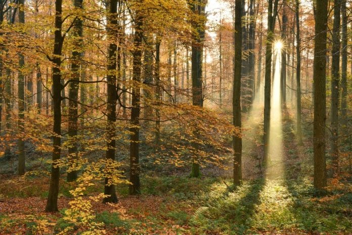 Belgian UNESCO-recognised Sonian Forest defies climate change