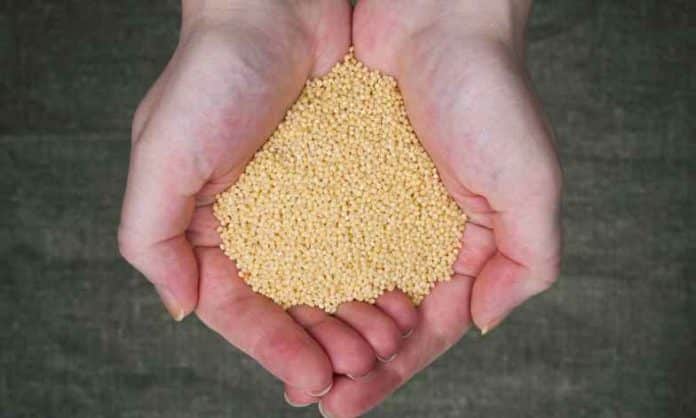 Millets - good for people, the environment, and farmers